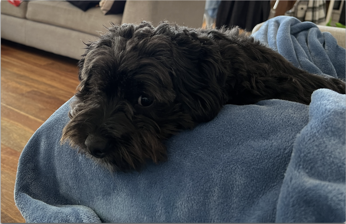 Christ the King Catholic Primary School | Braybrook, Melbourne